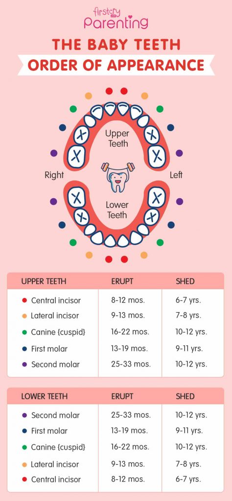 Baby's Teeth Order of Appearance