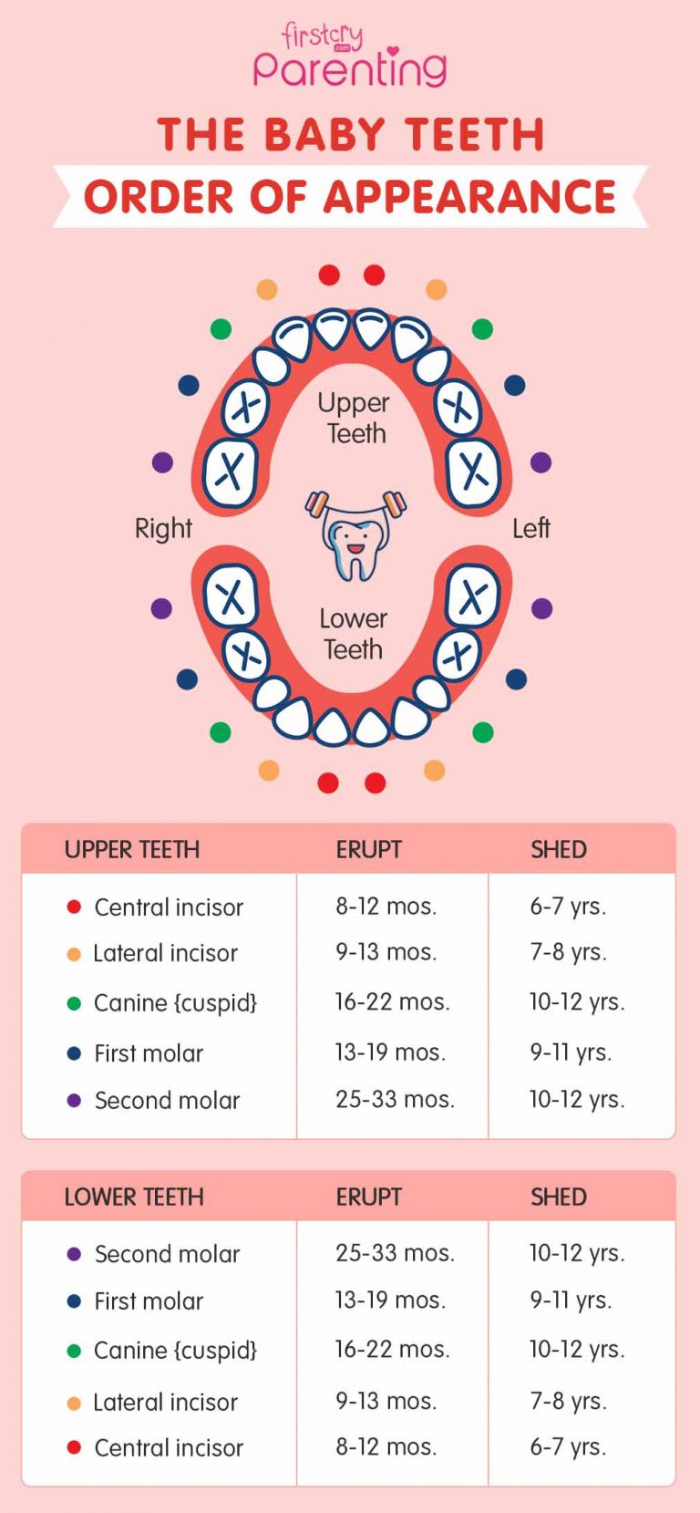 Baby's Teeth Order of Appearance