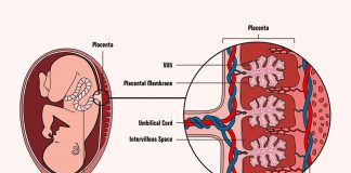 Belly Size during Pregnancy - Week by Week Chart