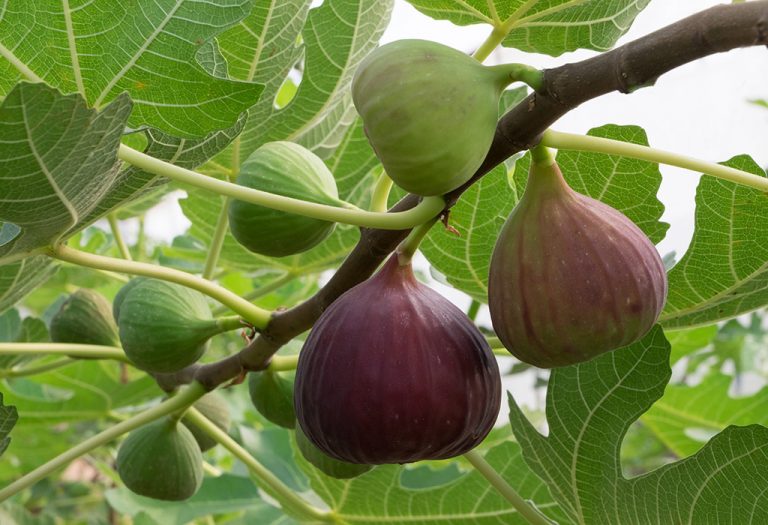 Baby Size Comparison with Fruits & Vegetables – Week by Week