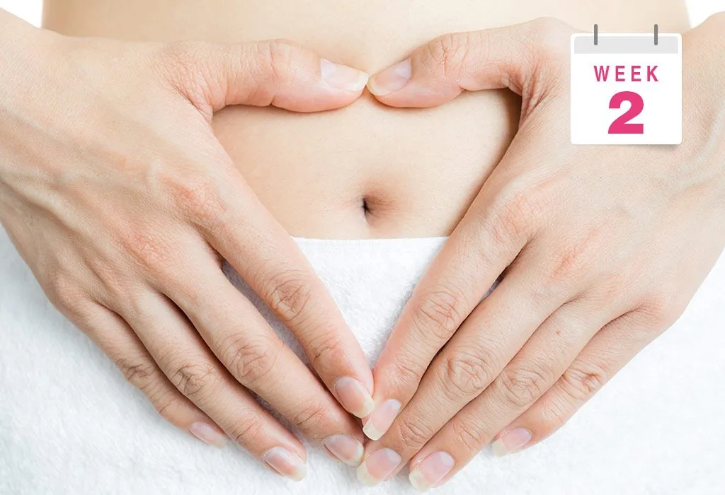 2 Weeks Pregnant: Symptoms, Baby Size, Body Changes & more