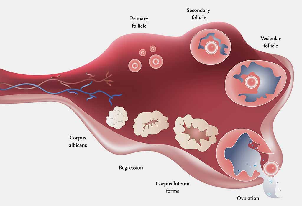🎖 Infertilidad femenina: causas, signos y remedios caseros