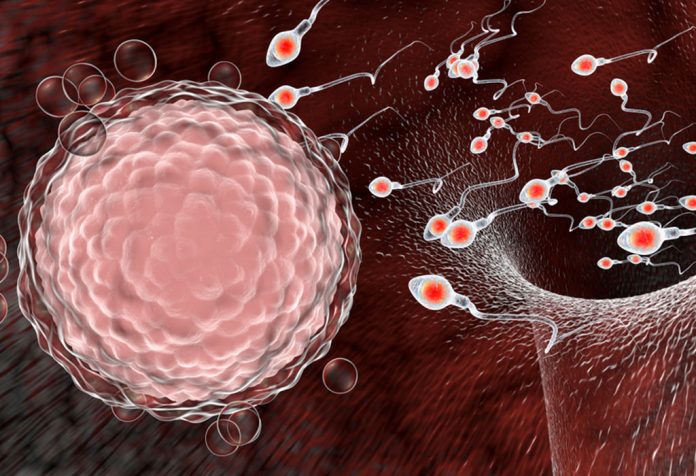 🎖 Cómo aumentar la fertilidad del moco cervical