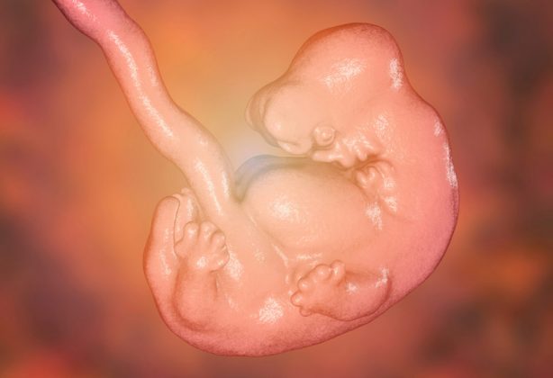 Stages of Prenatal Development - The Three Key Phases Explained