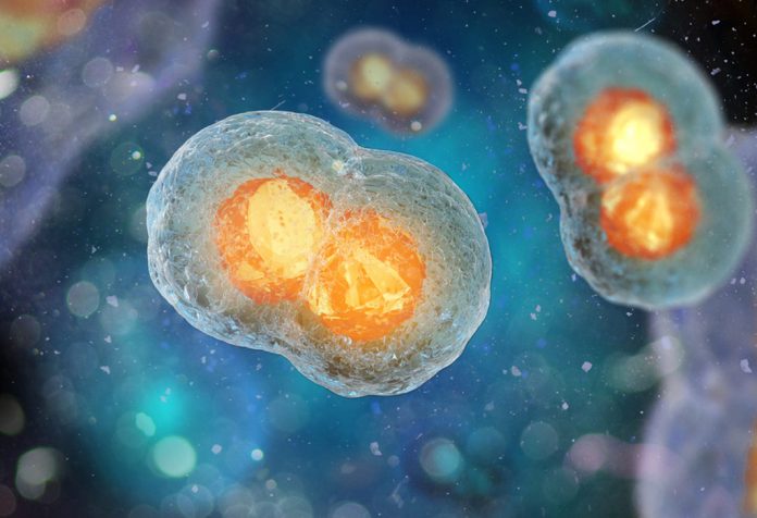 Stages of Prenatal Development - The Three Key Phases Explained