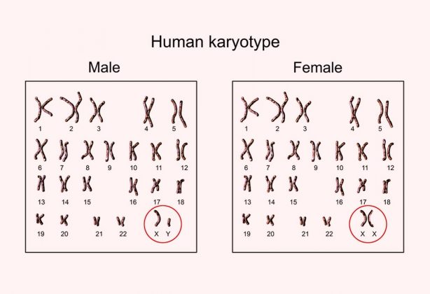 How are Babies Made - Know the Basics