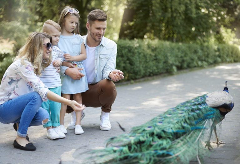 20 Interesting Information and Fun Facts About Peacock for Kids