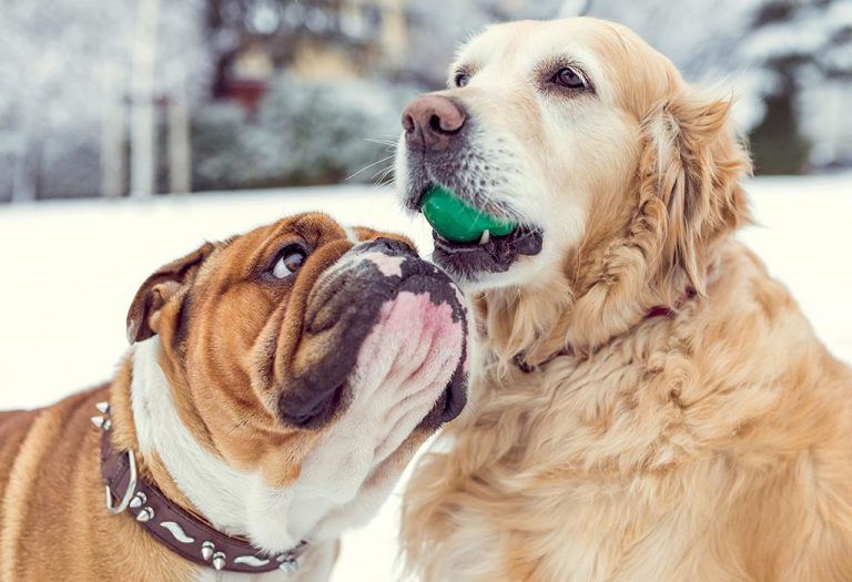 10 Most Popular Animal Movies for Kids