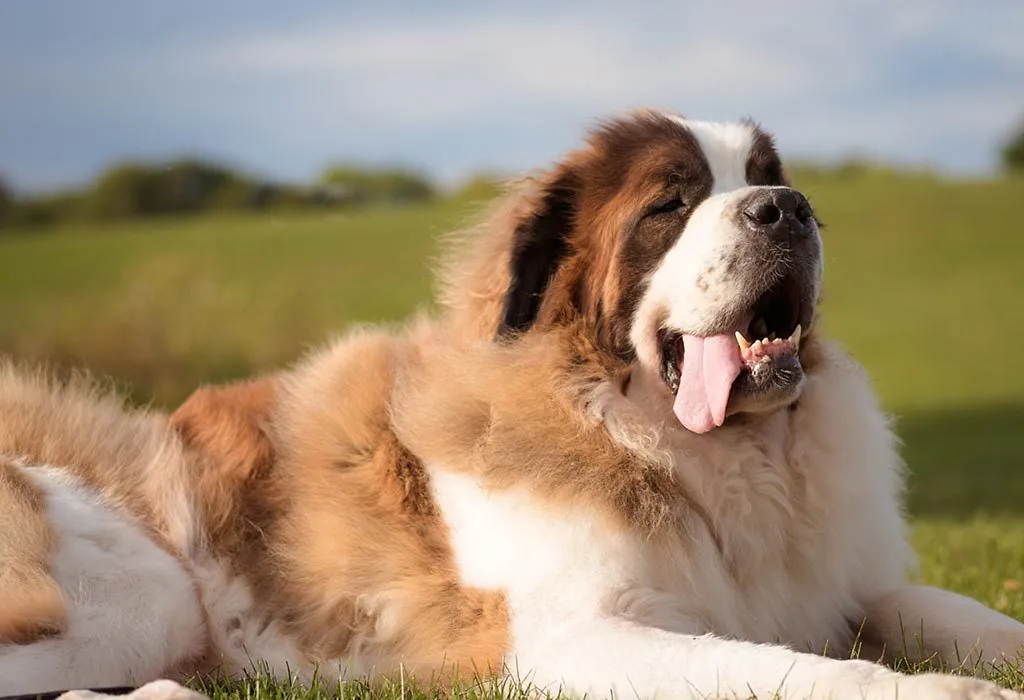 10 Most Popular Animal Movies for Kids