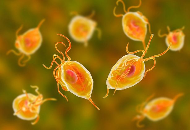 Trichomoniasis While Pregnant: Causes, Symptoms & Treatment