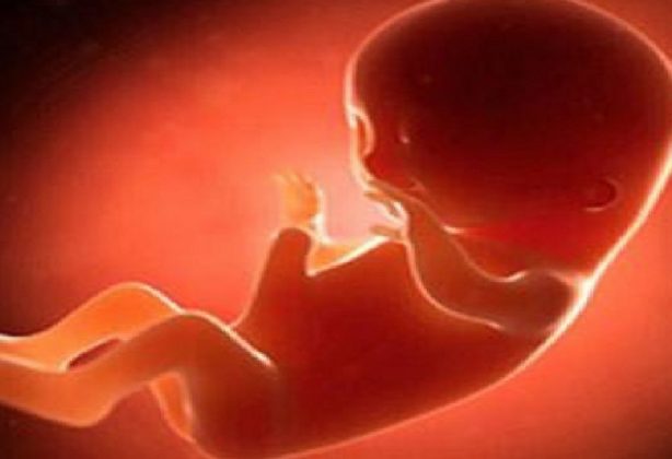 Foetal Development - Baby Growth During Pregnancy in Each Trimester