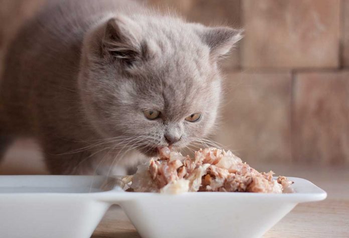 8 Healthy Homemade Foods (With Recipe) For Cats
