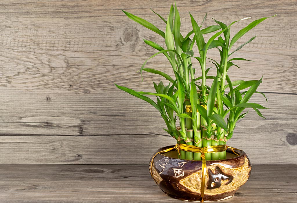 15 Amazing Good Luck Gift Ideas