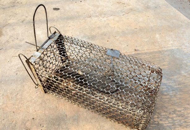 12 Home Remedies to Get Rid of Rats and Mice from Home