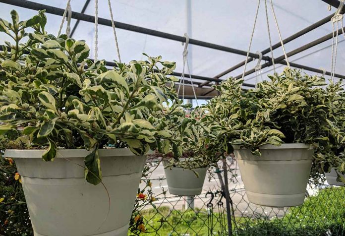 10 Lucky Plants That Will Bring Good Luck and Wealth to Your Home