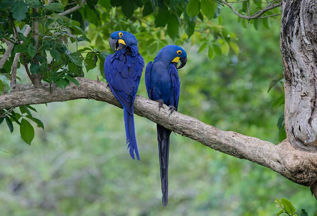 4 Hyacinth Macaws 4-hyacinth-macaws
