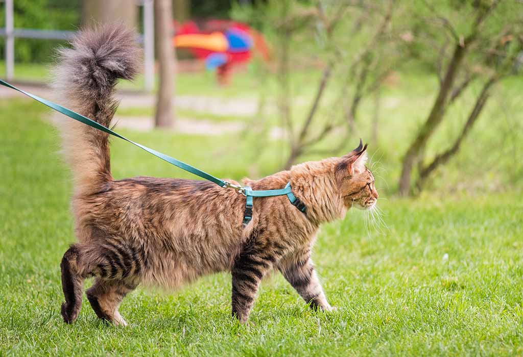 4. Leash Training