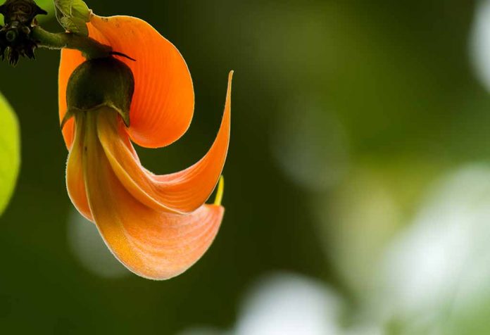 10 Puja Flowers that Can Be Offered to God