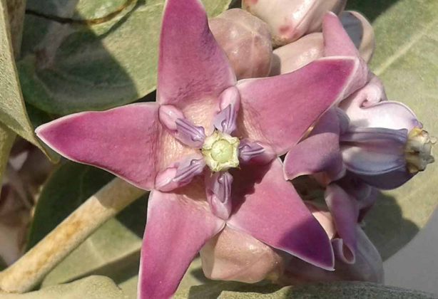 10 Puja Flowers that Can Be Offered to God