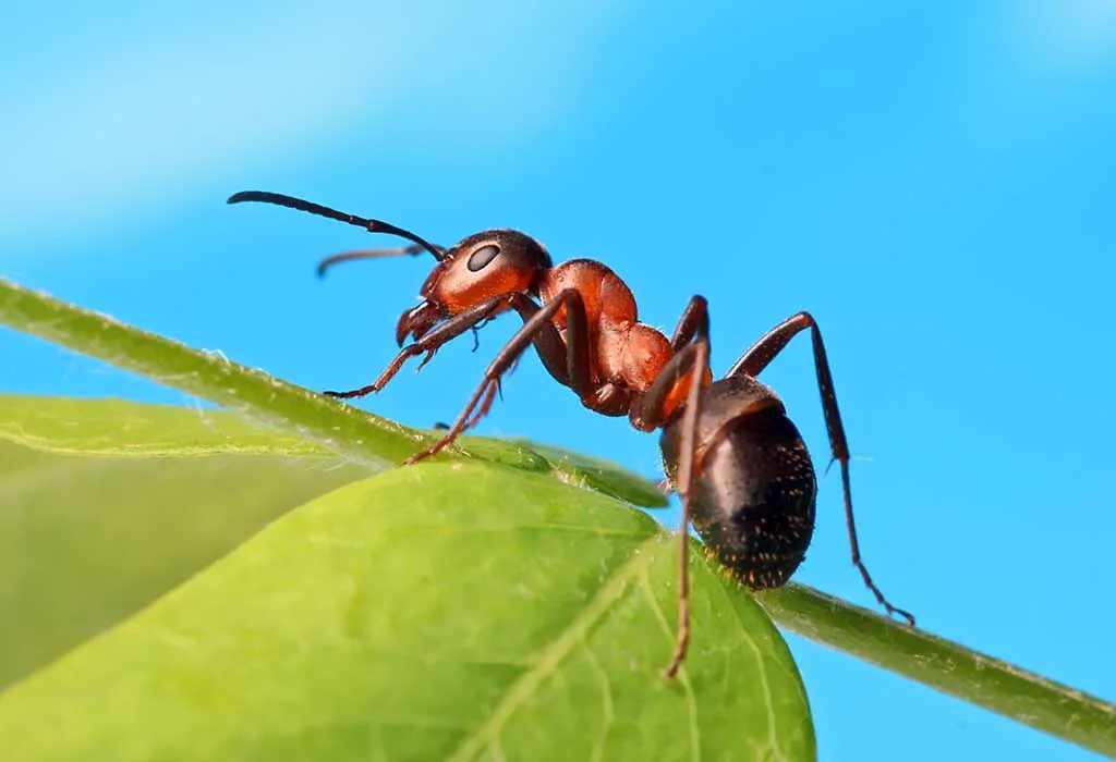 Interesting & Fun Facts about Ants for Kids