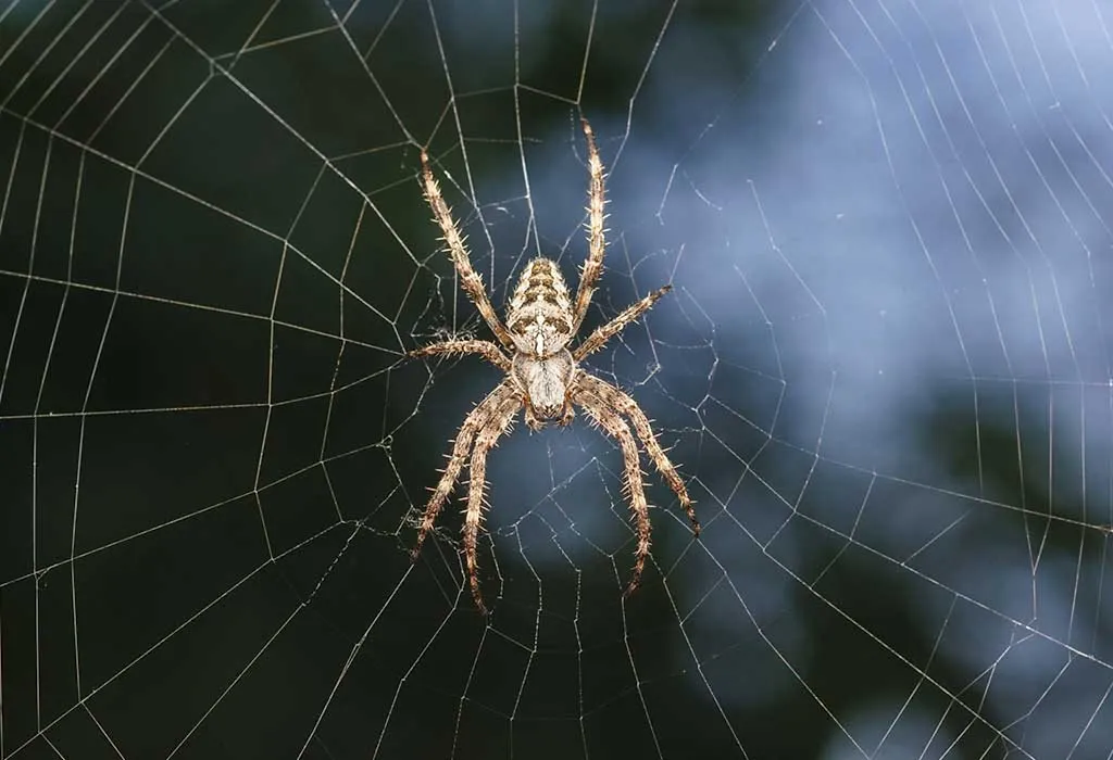 20 Interesting Facts & Information about Spiders for Kids
