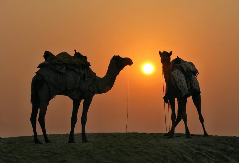 Interesting Desert Facts for Kids