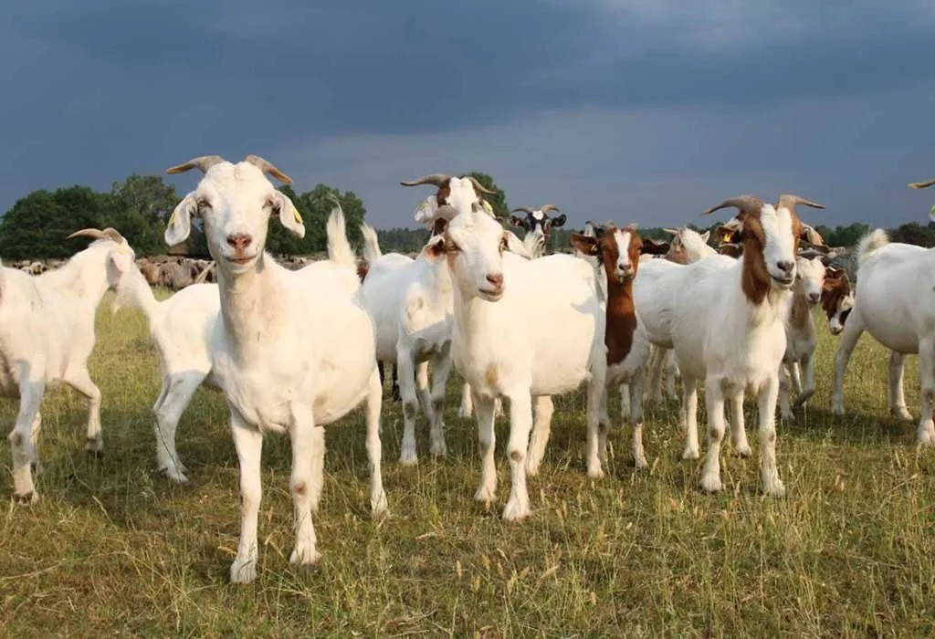 Interesting Information & Facts About Goats for Kids