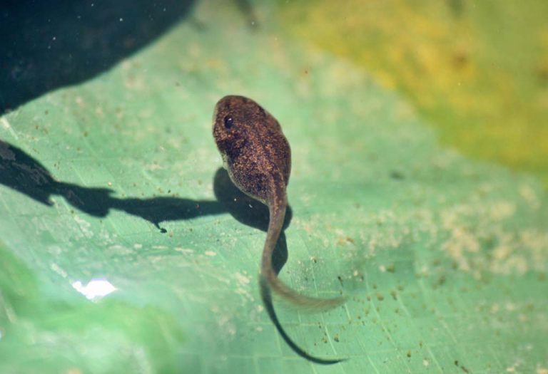 Information About Life Cycle of a Frog