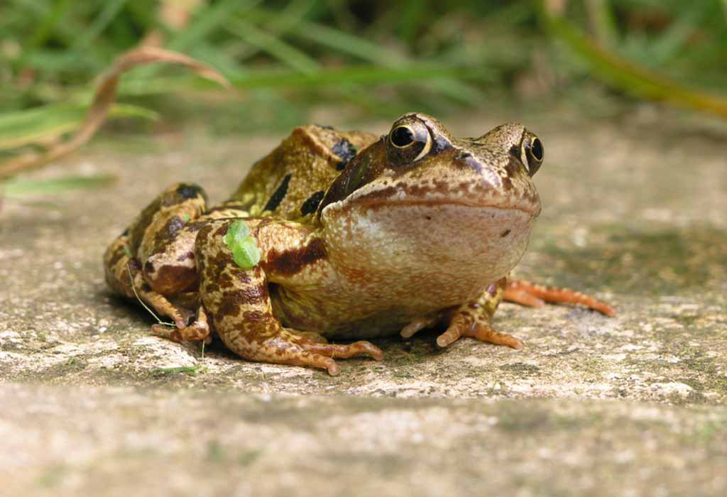 Information About Life Cycle of a Frog