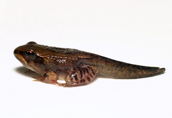 Information About Life Cycle of a Frog