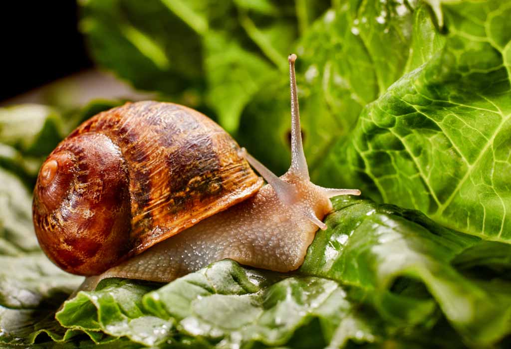 Interesting Information Facts About Snails For Children
