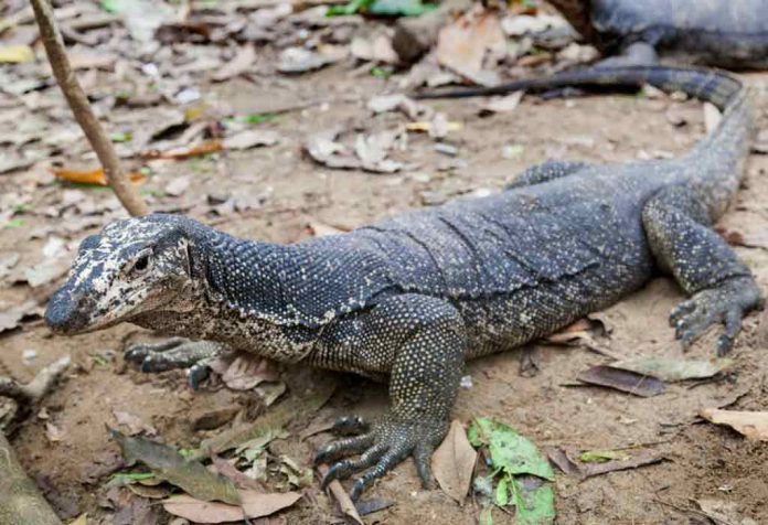 Interesting Information & Facts About Lizard for Children