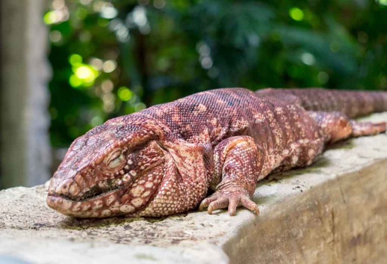 Interesting Information & Facts About Lizard for Children