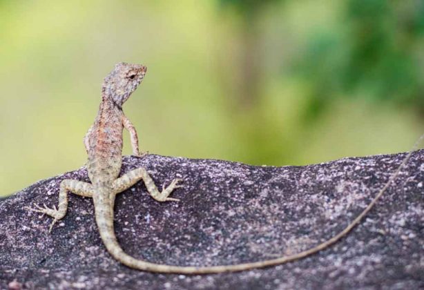 Interesting Information & Facts About Lizard for Children