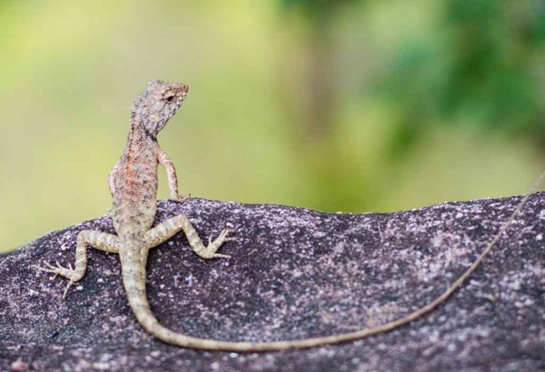 Interesting Information & Facts About Lizard for Children