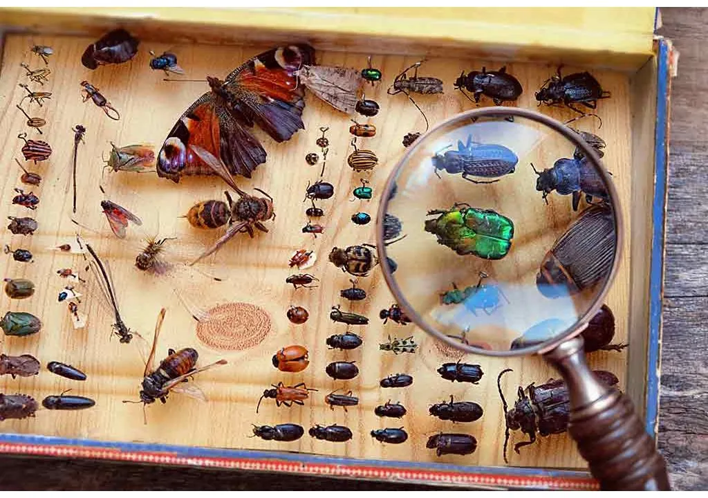 Insects For Kids Garden Insects Craft Kit For Kids – Let's Craft NZ