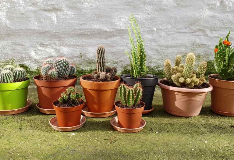 Interesting Information & Facts About Cactus for Children