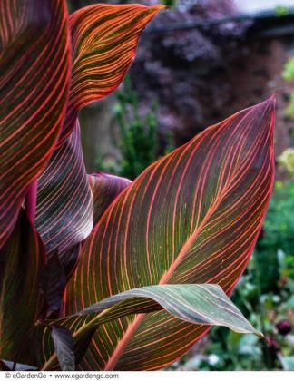 20 Houseplants With Colorful Leaves That Will Brighten Up Your Garden