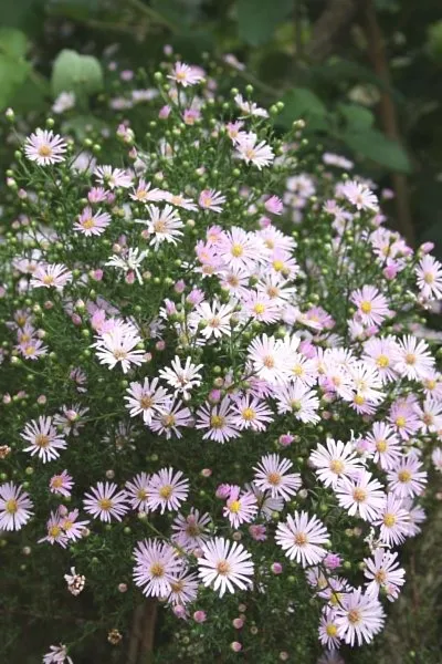 How to Plant & Grow Aster Flowers Along With Caring Tips