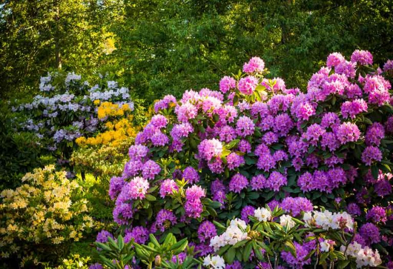 20 Most Beautiful Flowering Shrubs To Plant In Your Landscape