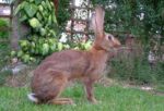30 Best & Cutest Rabbit Breeds To Keep As Pets