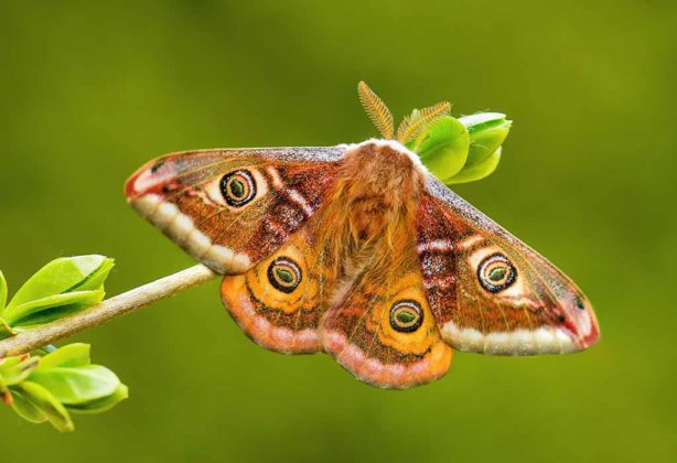 Interesting Information & Facts About Moth For Children