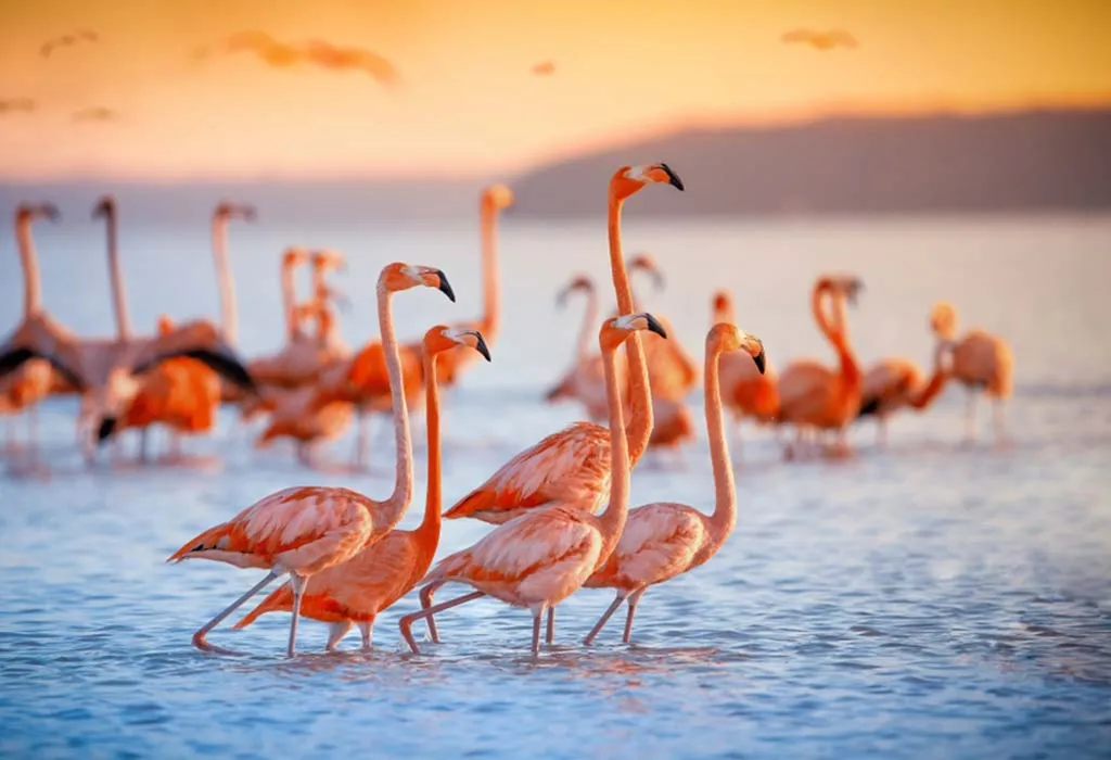 Interesting Information & Facts About Flamingos For Children