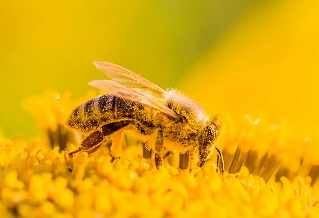 Bee Pollen For Fertility - Benefits, Side Effects & Risks