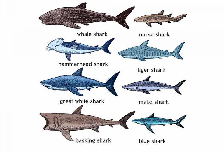 Interesting Shark Facts For Kids