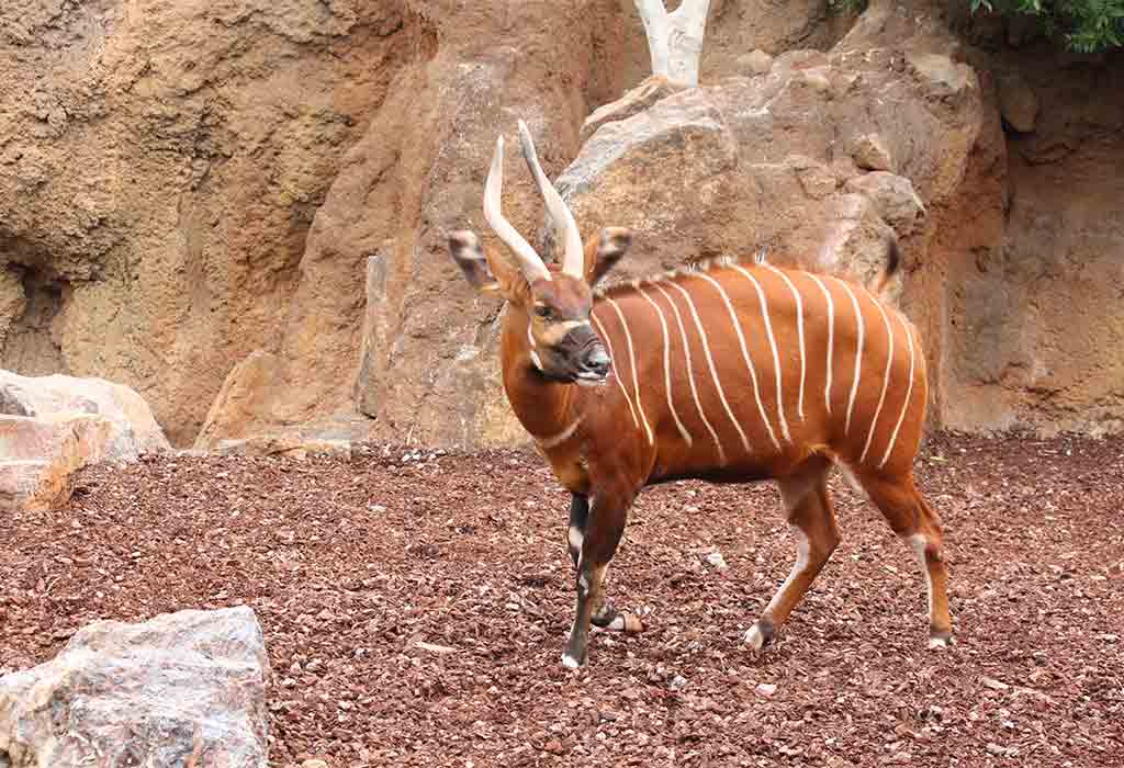 40 Amazing Animals with Stripes