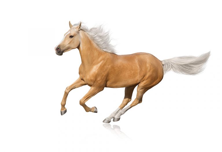 List of Animals that Start with P (Pictures & Facts)