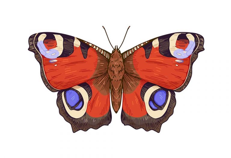 List of Animals that Start with P (Pictures & Facts)