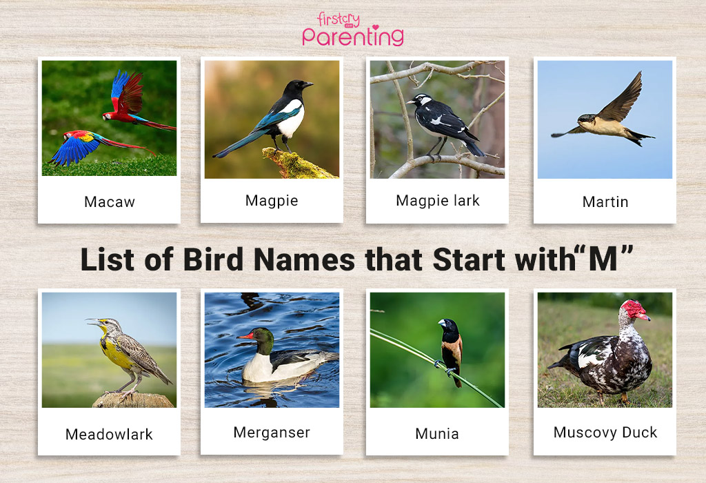 10 Types Of Birds With Pictures And Names In Spanish And English ...
