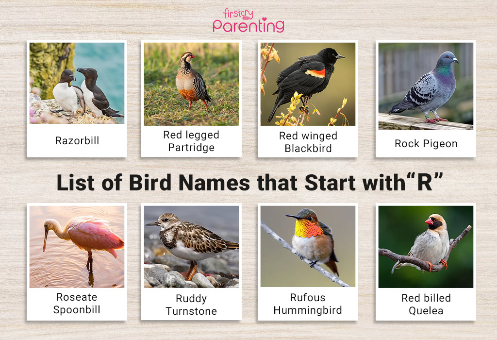 List of Birds That Start With R (Pictures & Facts)